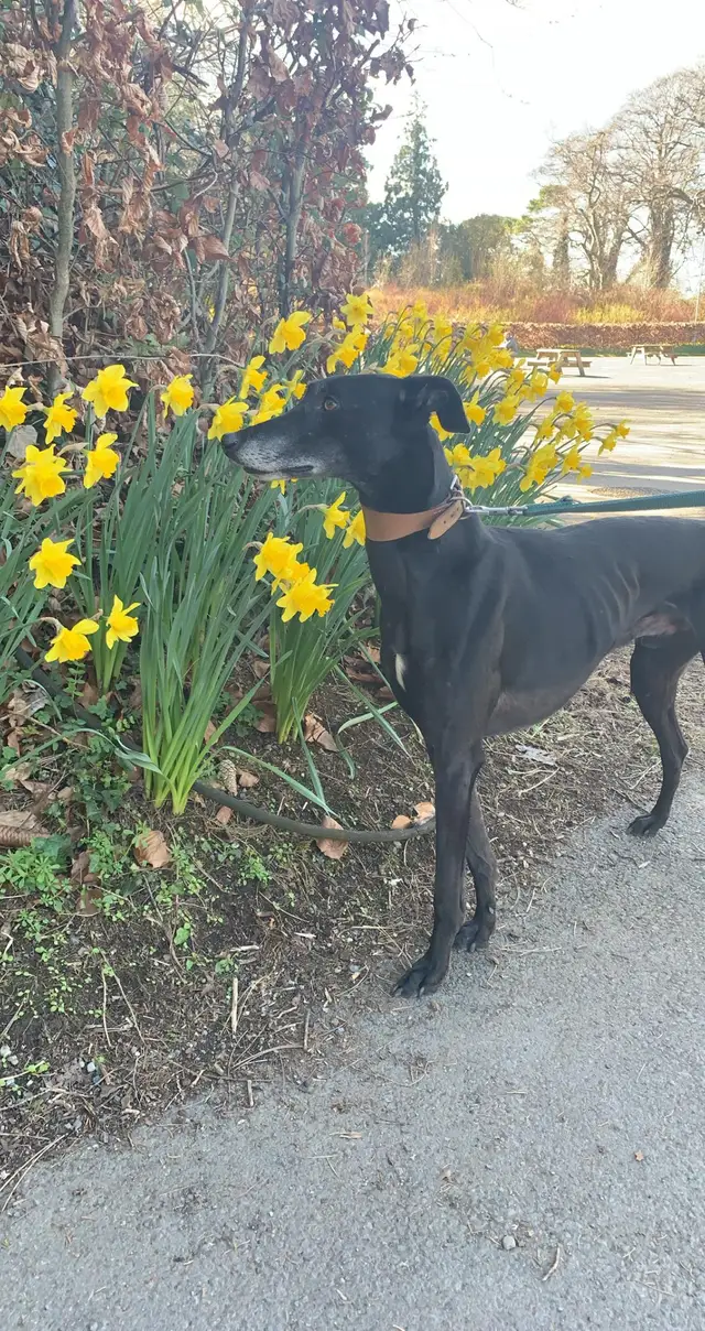 Malcolm strolling through the park on Daffodil Day | Scrolller