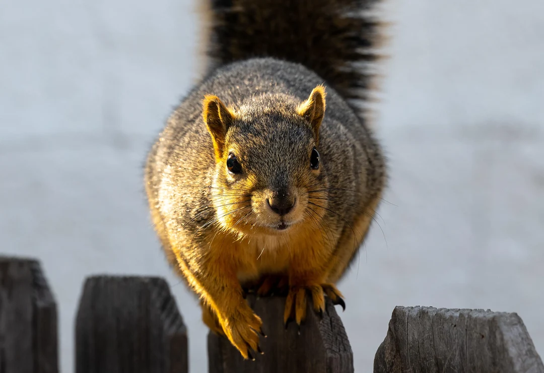 one of my regular squirrel visitors | Scrolller