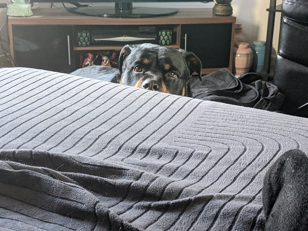 Peeping rottie | Scrolller