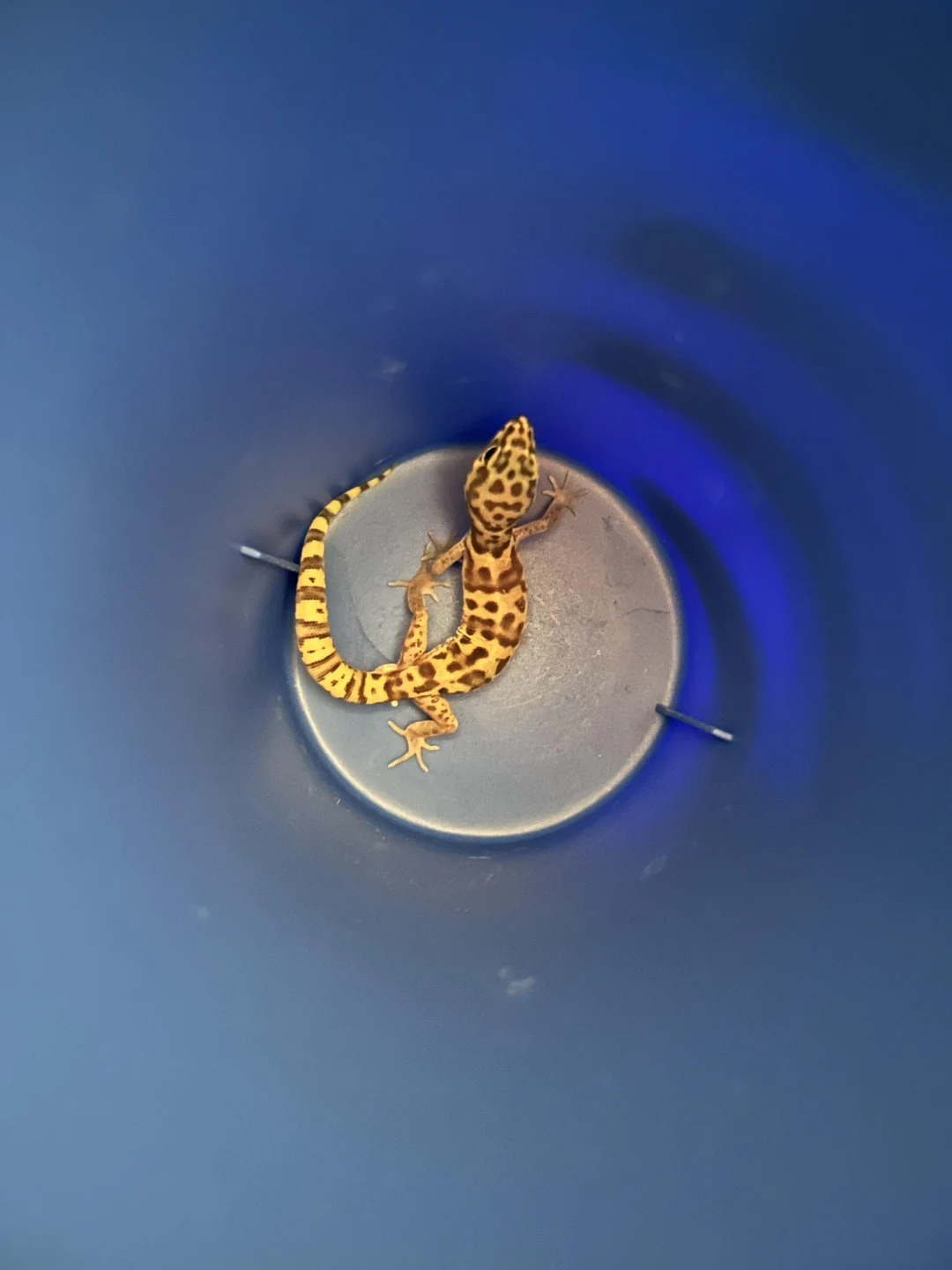 Leopard gecko? | Scrolller