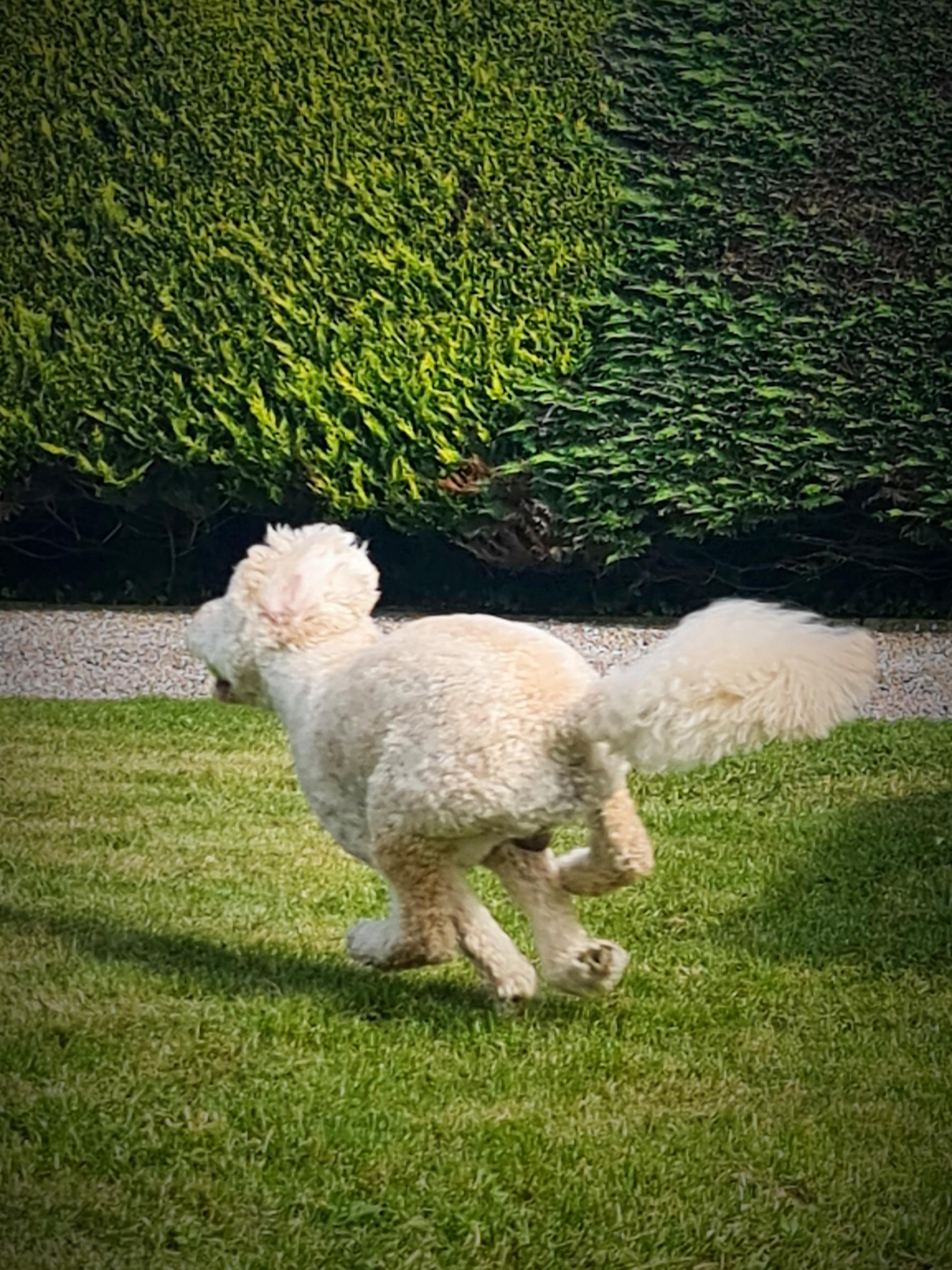 Turbo charged Chuck | Scrolller