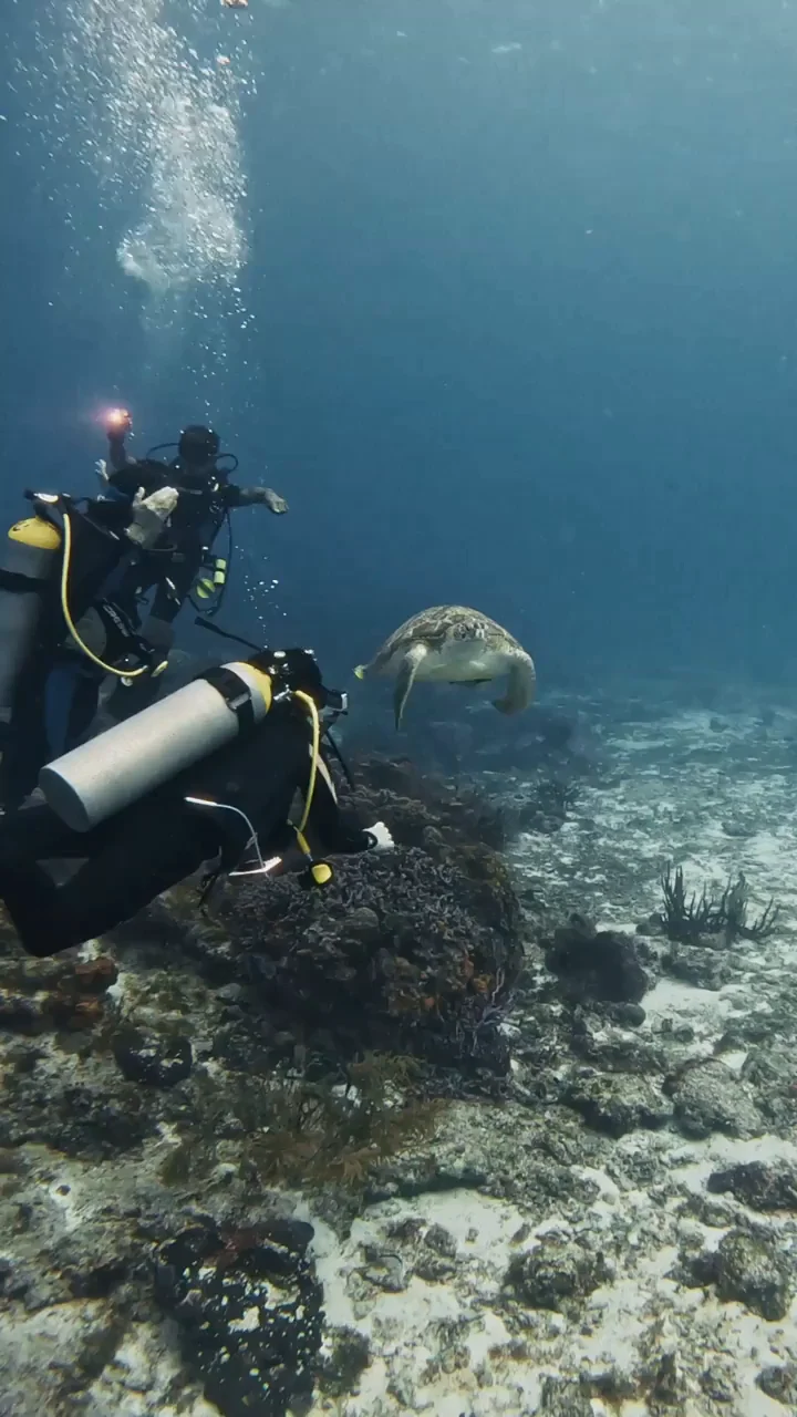 A green sea turtle (Chelonia mydas) in Cozumel, Mexico. | Scrolller