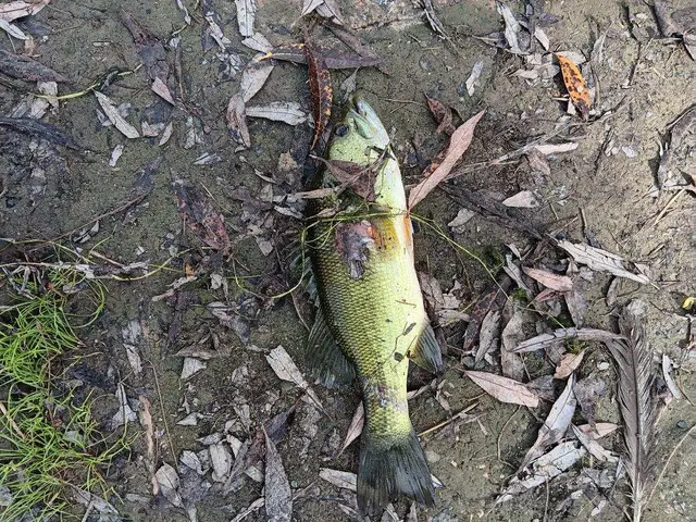 Broke my hook just as I pulled him ashore. Still counting it as a catch! | Scrolller