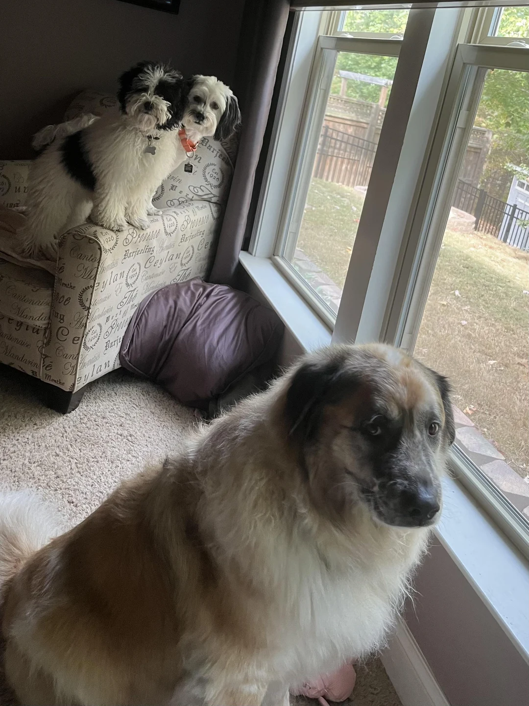 Derperus, descendent of Cerberus | Scrolller