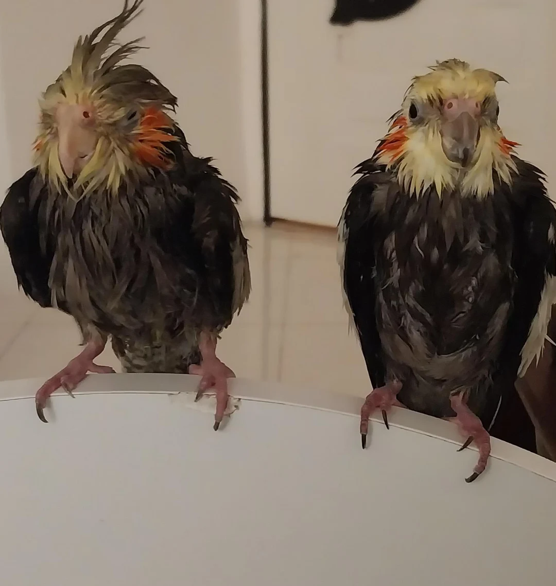 Wet chickens | Scrolller