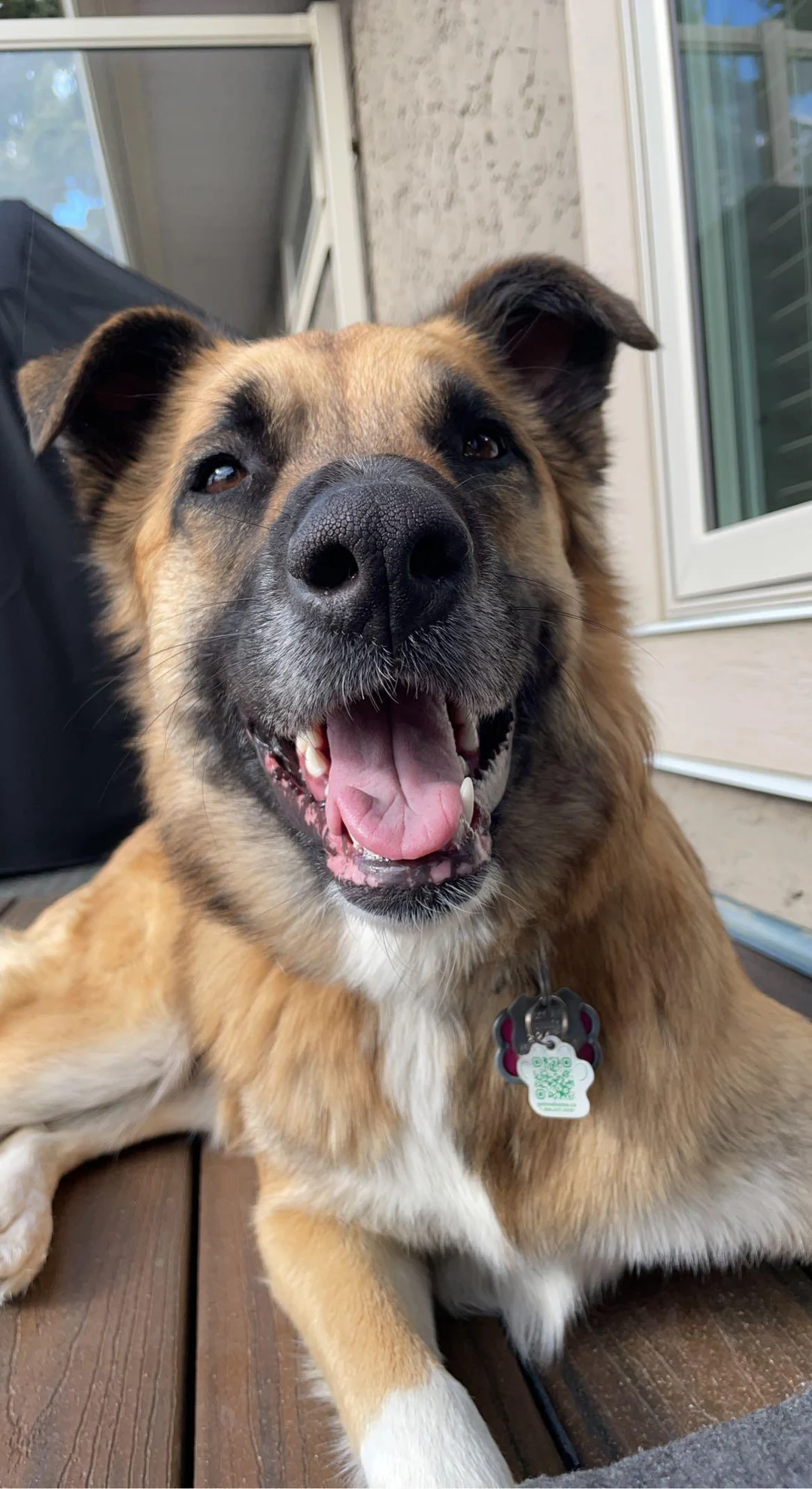 A very happy Aspen! | Scrolller