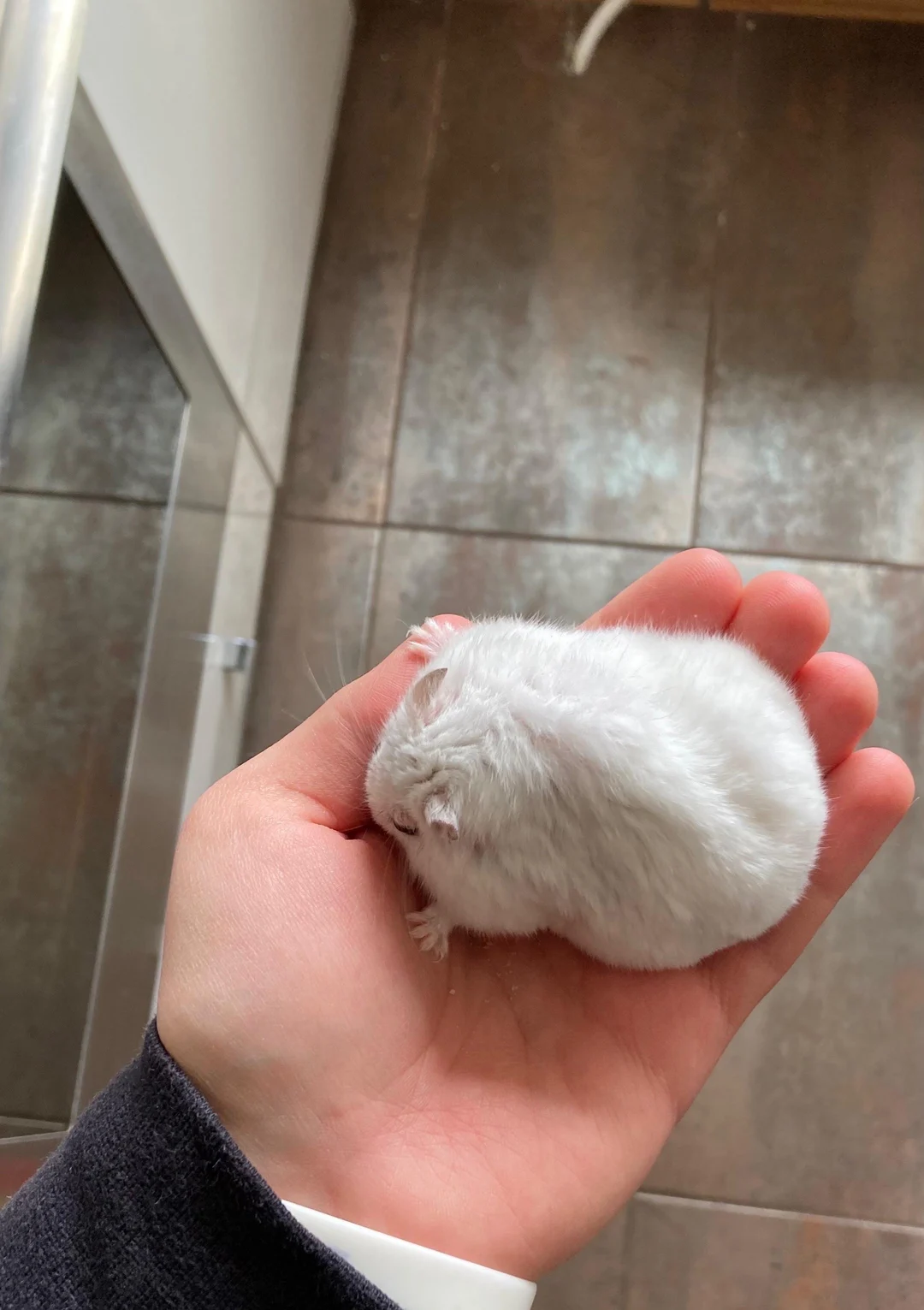 he do be chilling | Scrolller