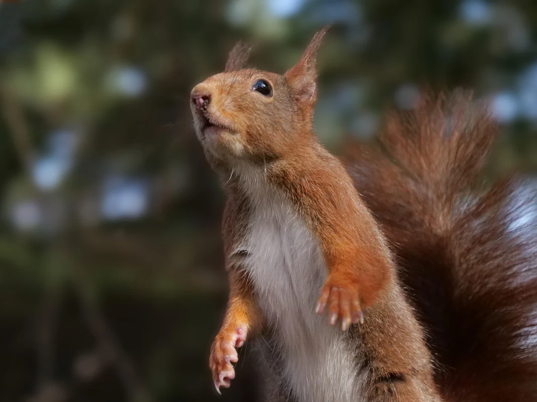 Eurasian red squirrel: my park squirrel friend Dougal is standing up for hazelnuts | Scrolller