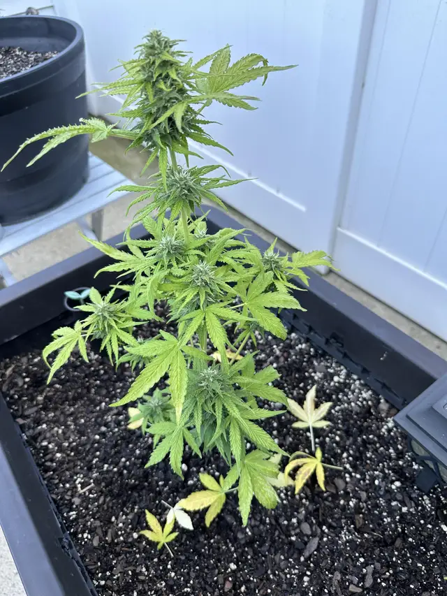 Yellowing leaves | Scrolller