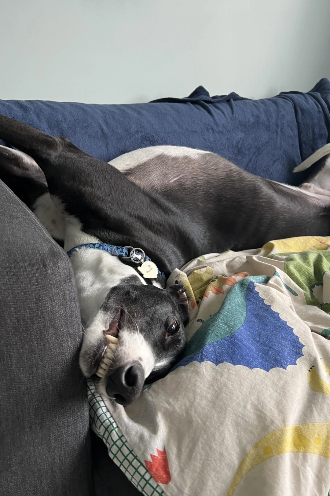 Discover more like Greyhounds: Shark time! and Related Content | Scrolller