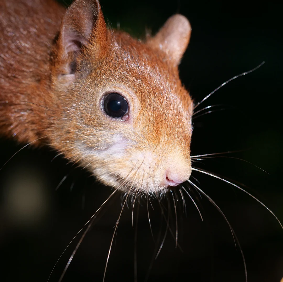 Even without their lovely ear tufts (which vanish in summer) my European red squirrel friends ...