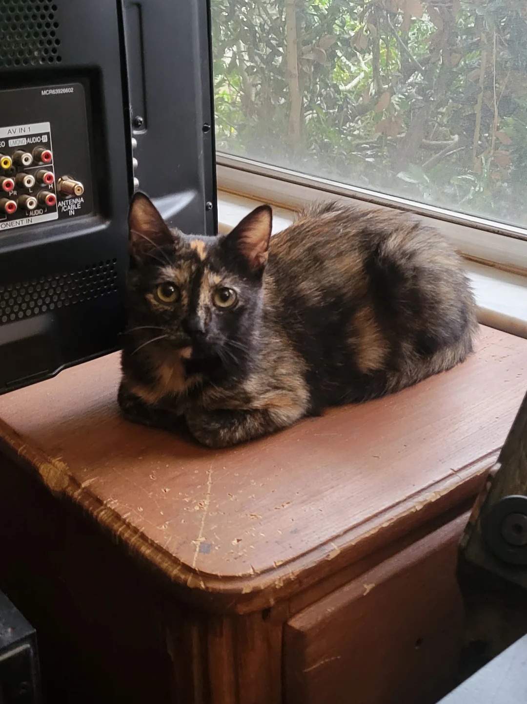 Caught her loafing for the first time | Scrolller