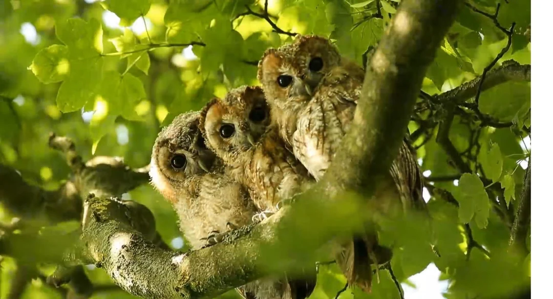 Tawny Owl fledglings (Robert E Fuller) | Scrolller