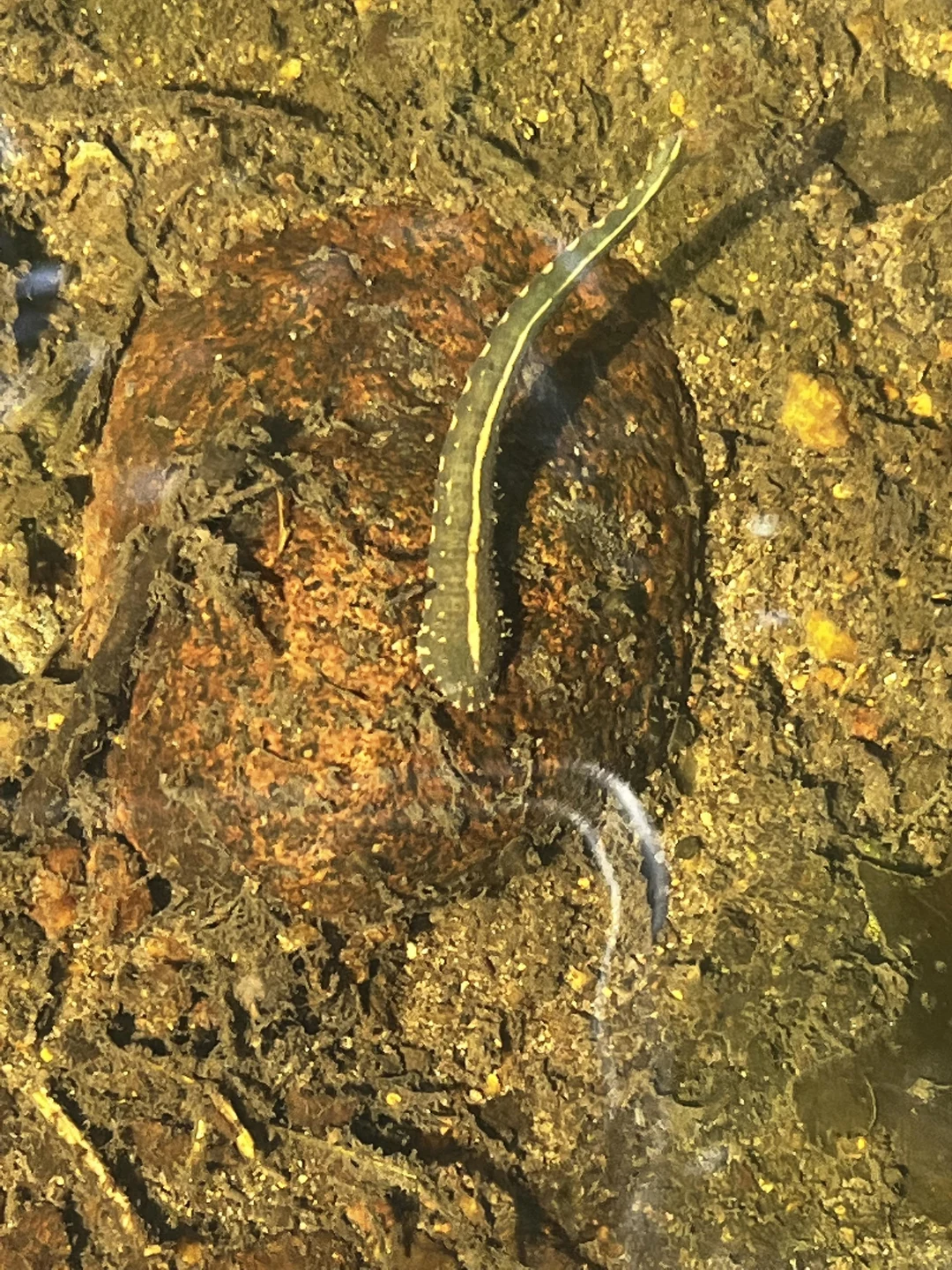 Saw this unique leech in a Minnesota creek and wondered if any of you good folk know anything ...
