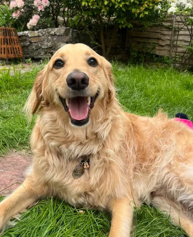 My smiley boy, Mooch | Scrolller