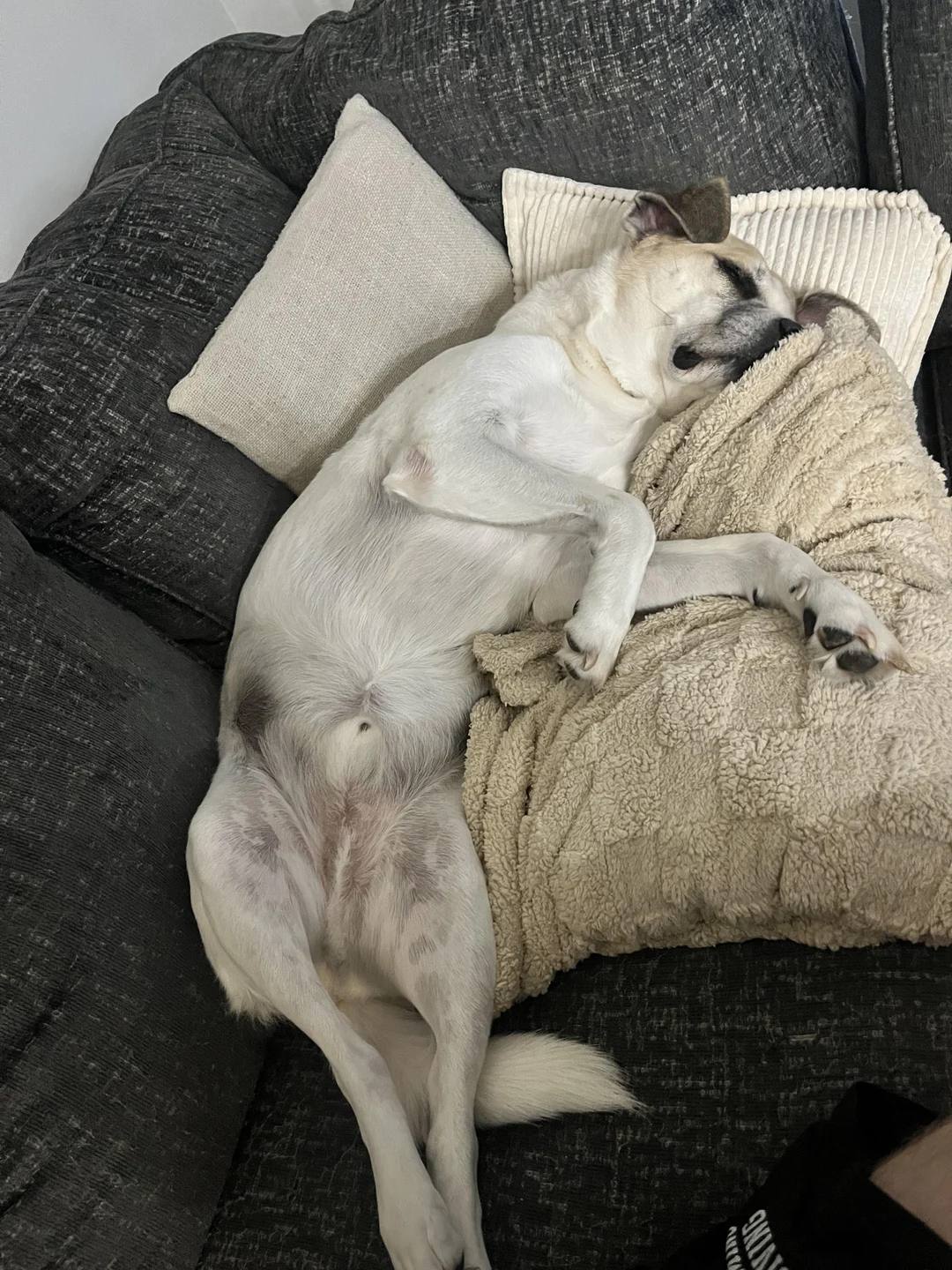 NSFW came home to, ‘paint me like one of your French dogs’ | Scrolller