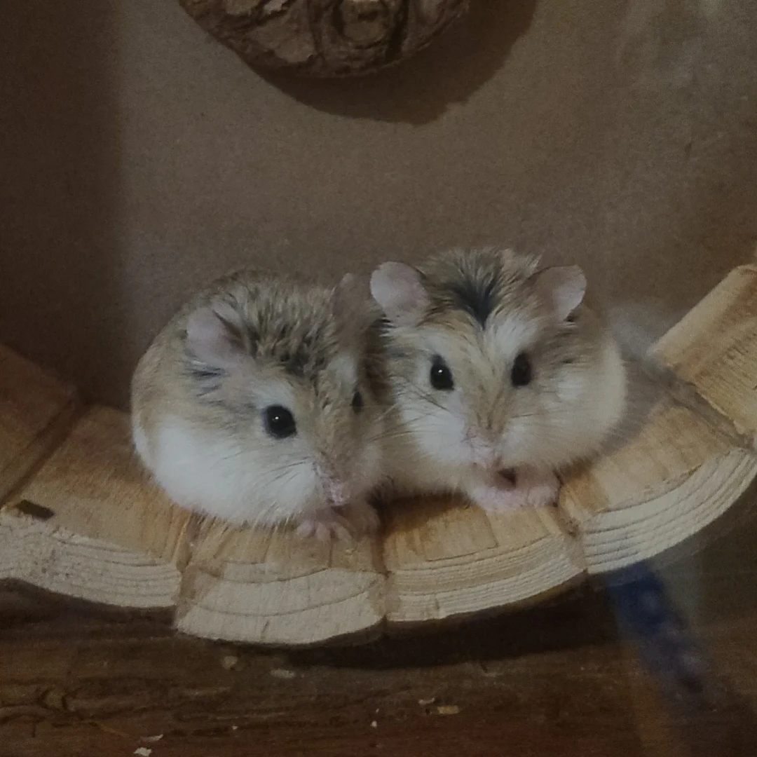 Just my 2 Cuties | Scrolller