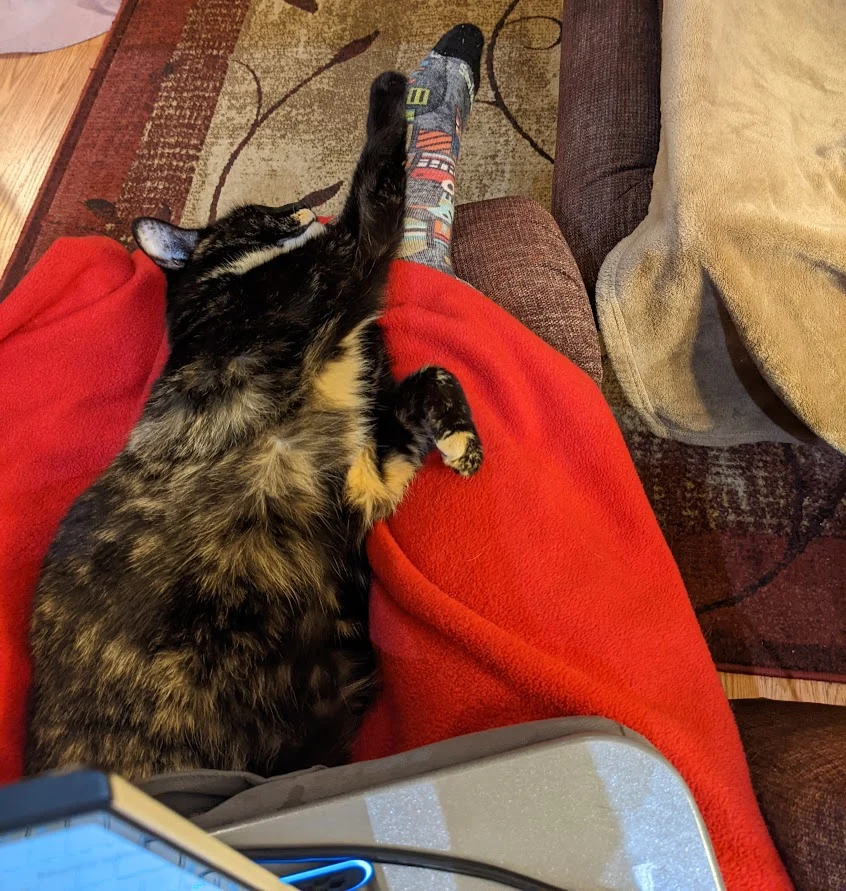 Turnabout Beans | Scrolller