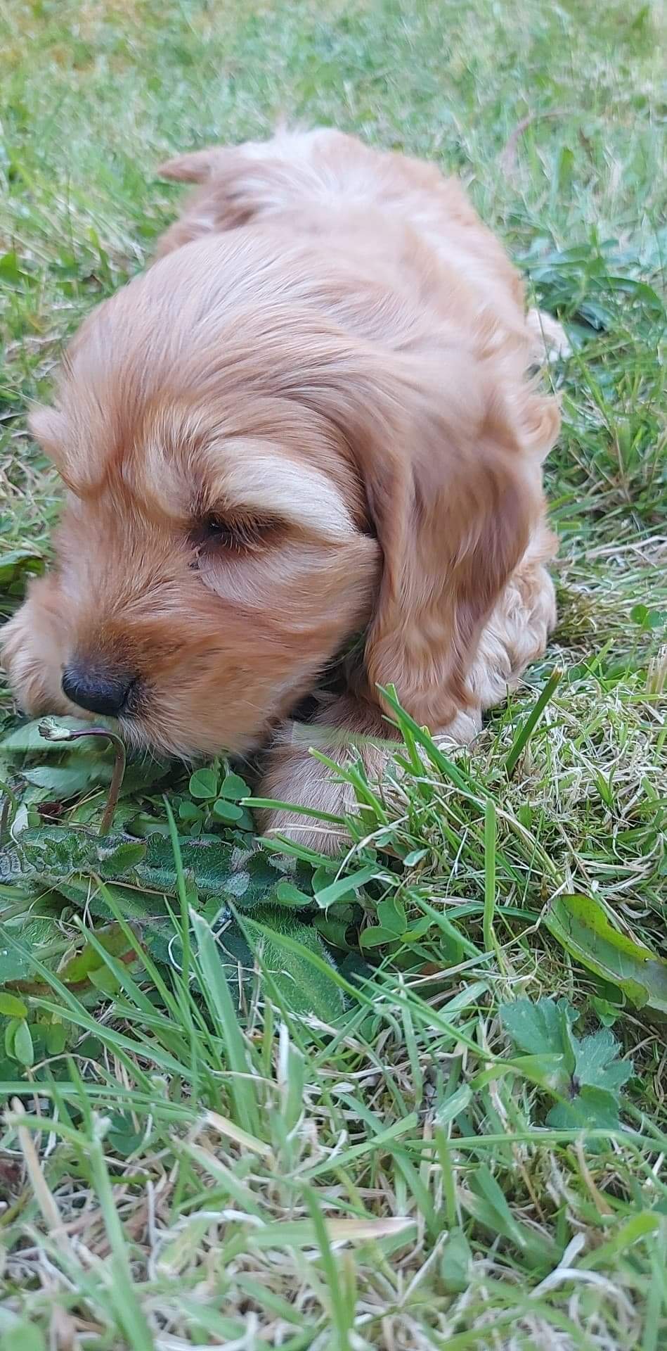 Our new puppy | Scrolller