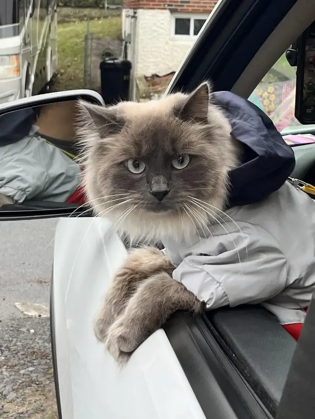 Is my Siberian broken? | Scrolller