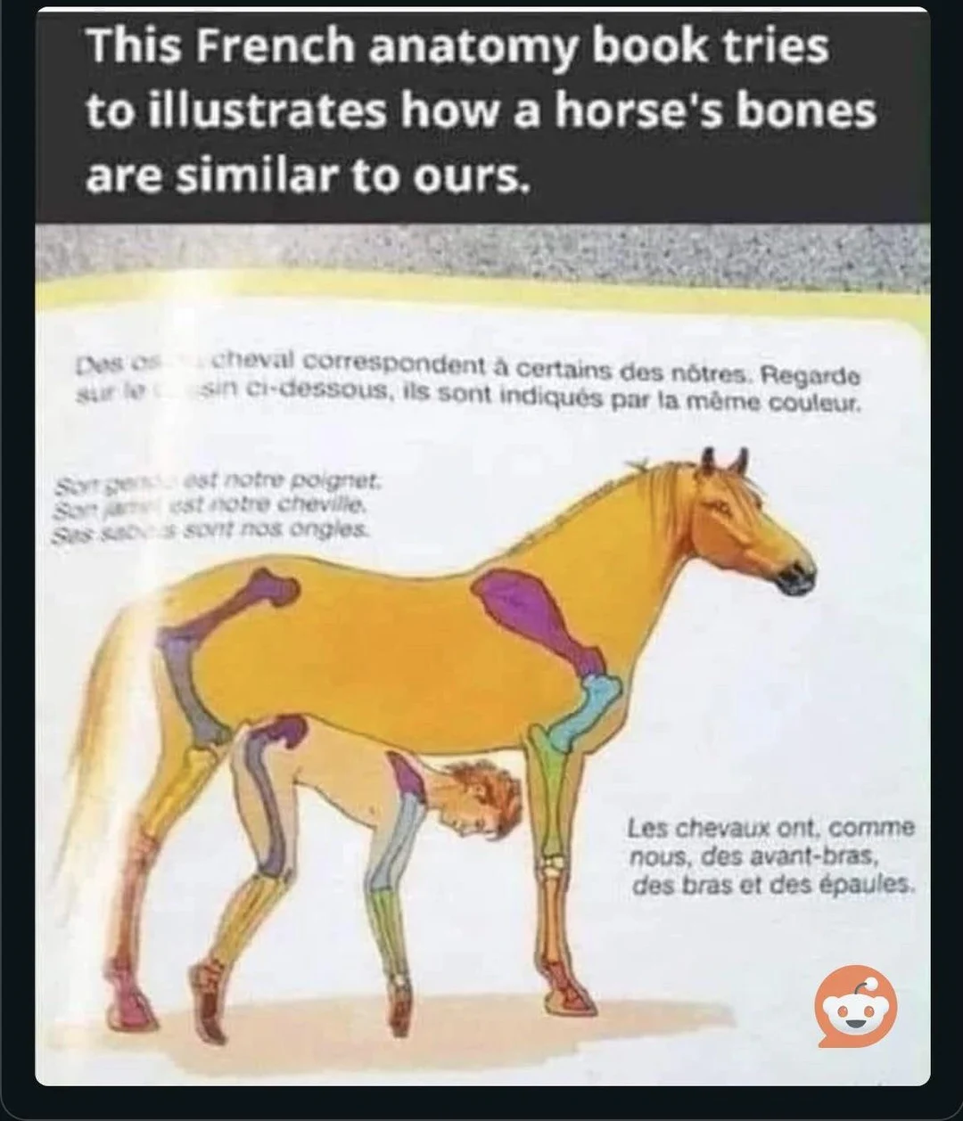 A horse’s bone(r) | Scrolller
