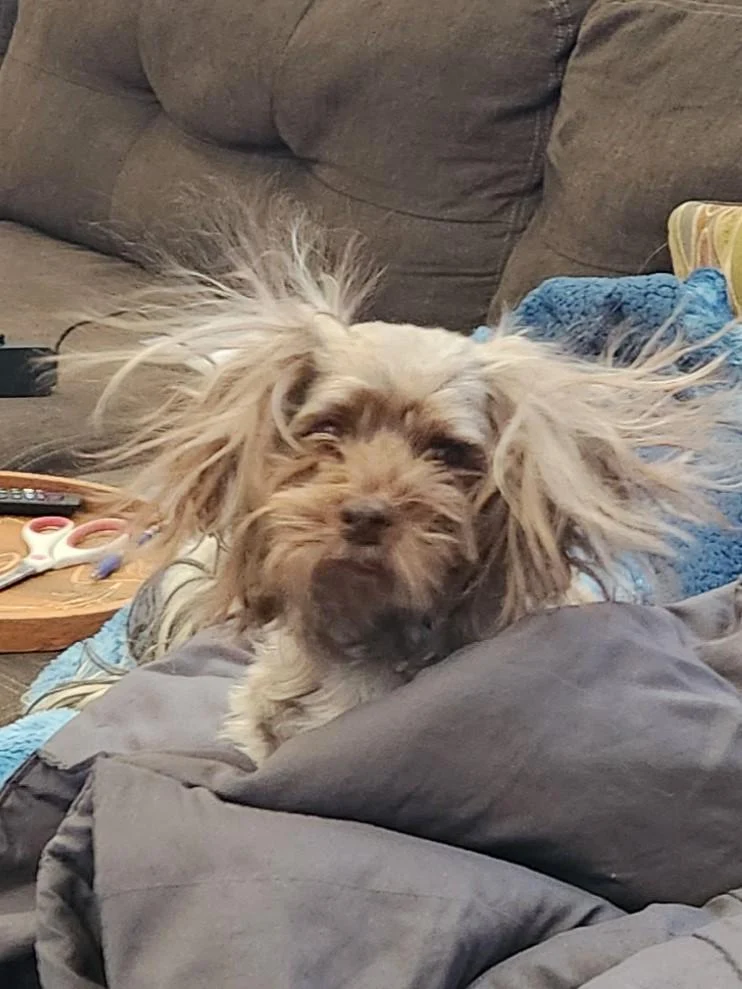 Electro-pup | Scrolller