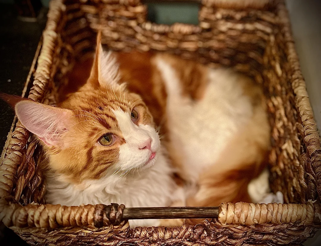 Cat in the box | Scrolller