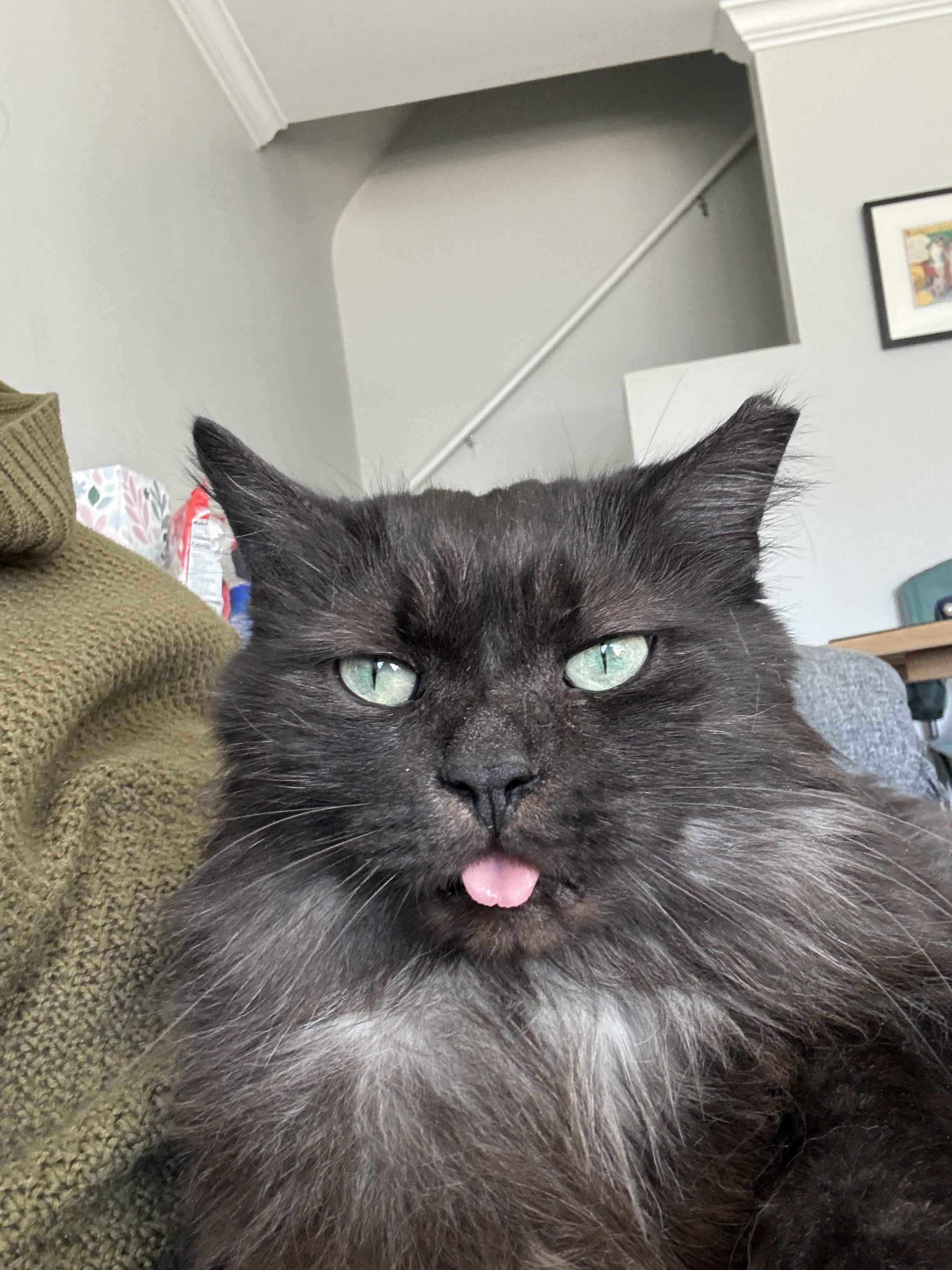 Big blep | Scrolller