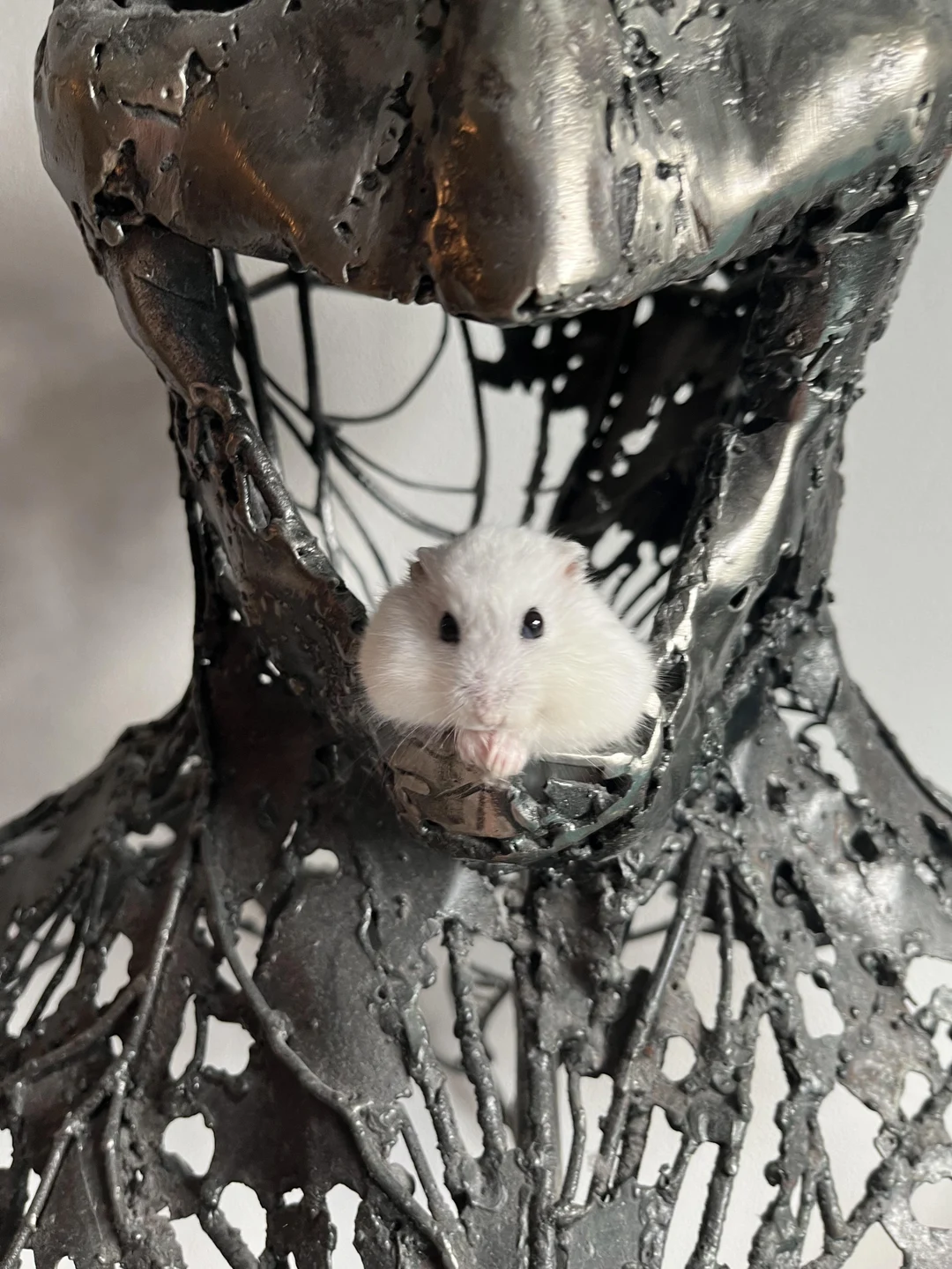 My hamster | Scrolller