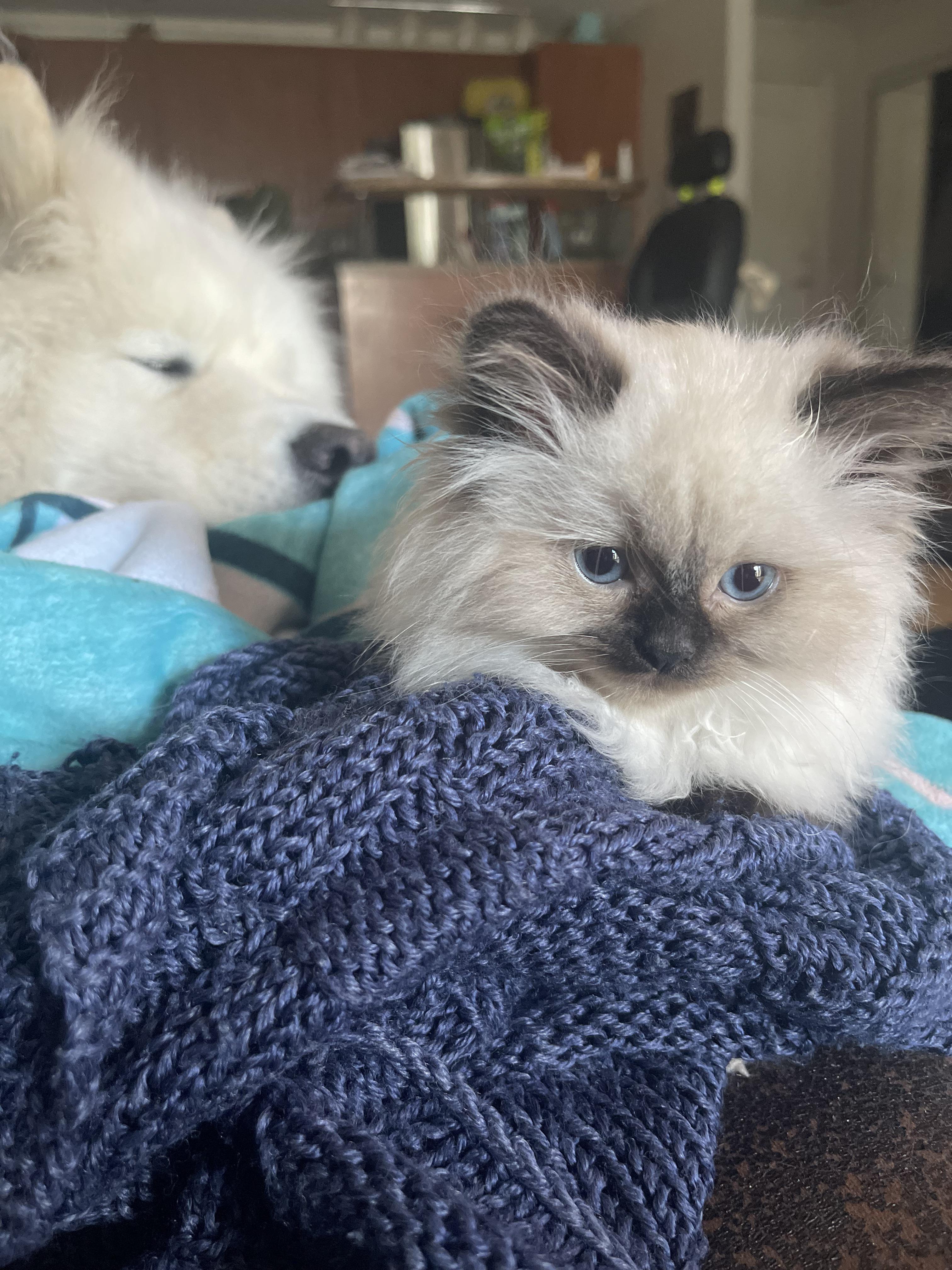 [OC] Arthur and his brother Dexter ! | Scrolller