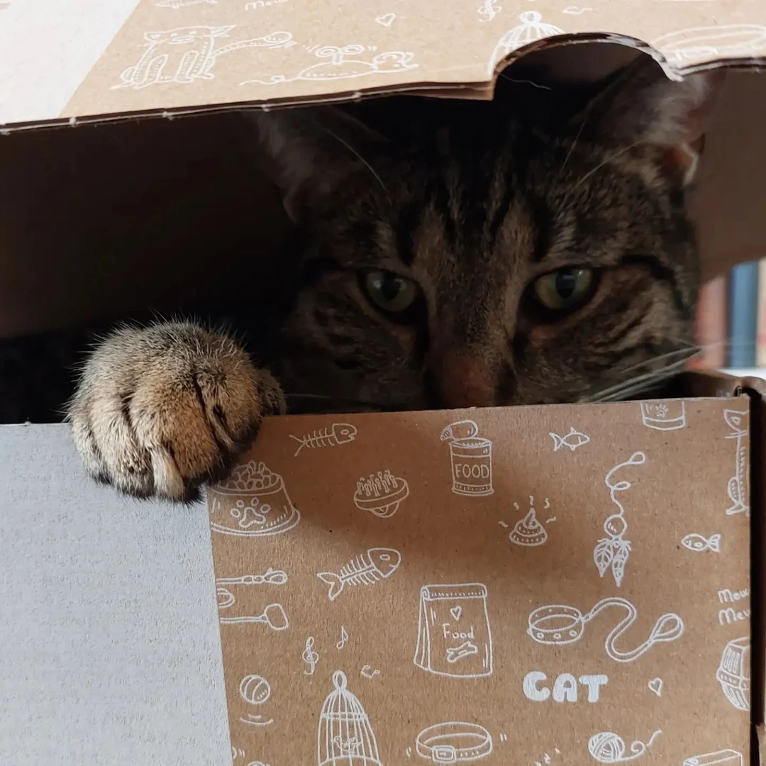 Boxing is my passion. | Scrolller