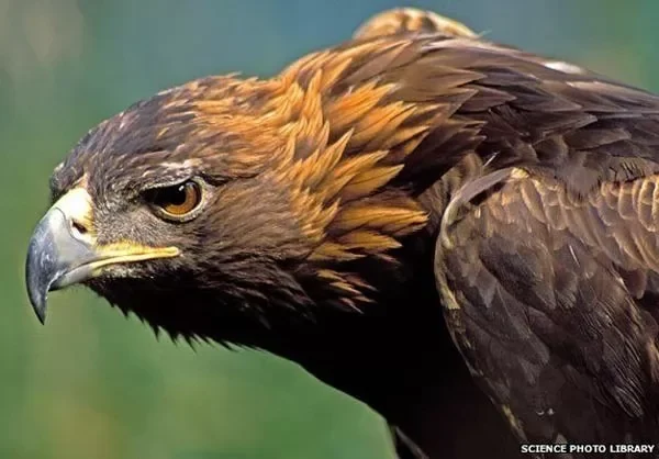 Here are the most beautiful types of eagles in the world.. the golden eagle | Scrolller