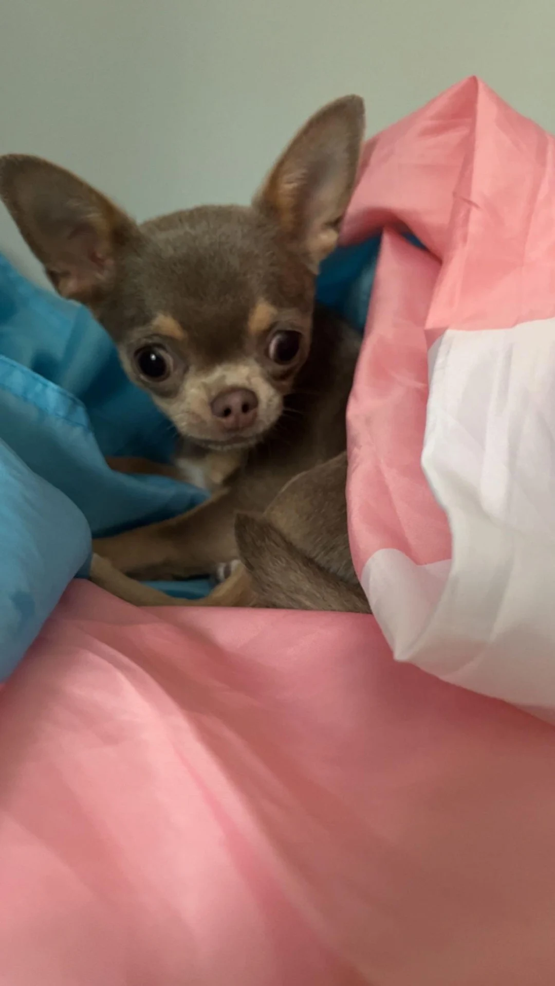 The new transgender mascot | Scrolller