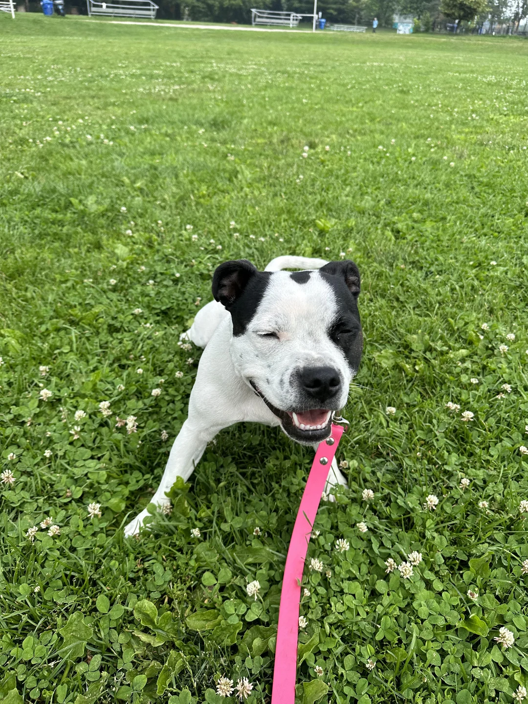 Olive! Always smiling | Scrolller