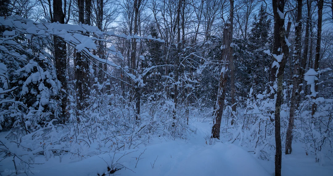 Snowy forest trail [OC] | Scrolller
