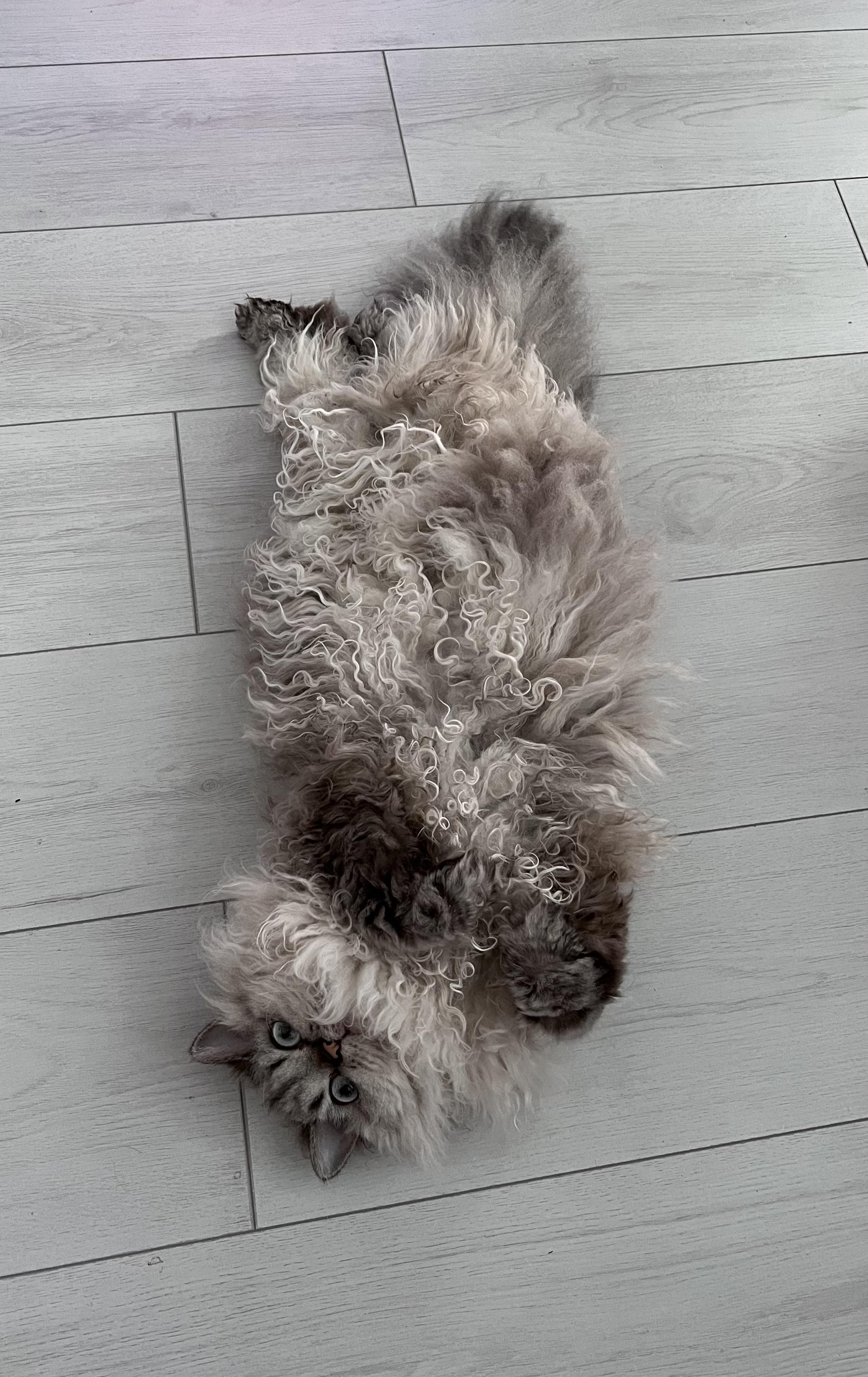 Scratch my belly please | Scrolller