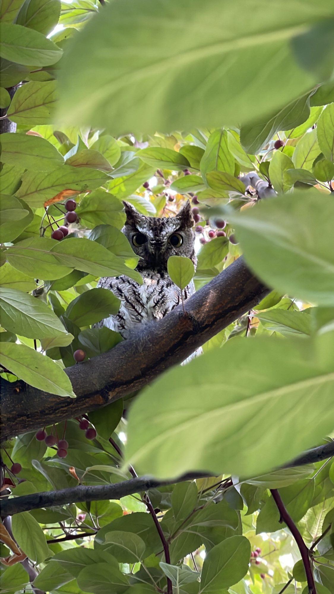 Backyard Owls | Scrolller