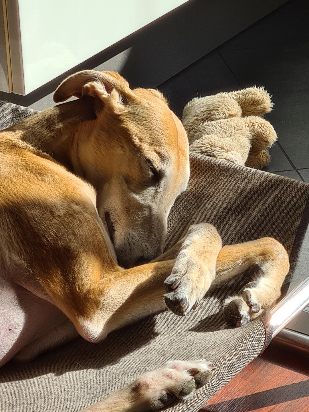 Another nap in the sun 😴☺️ | Scrolller