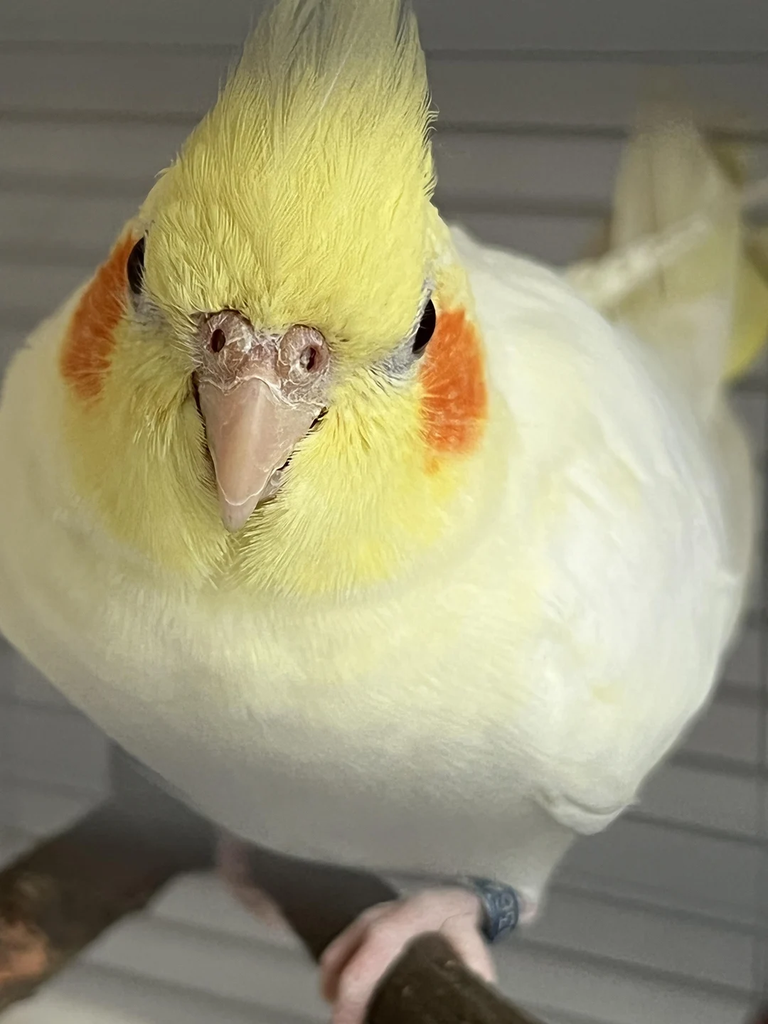 Meet Borb. It’s only his second day with us today. Still settling in! | Scrolller