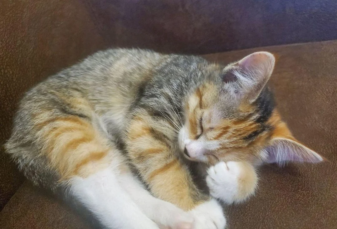 Cute furry feline friend | Scrolller