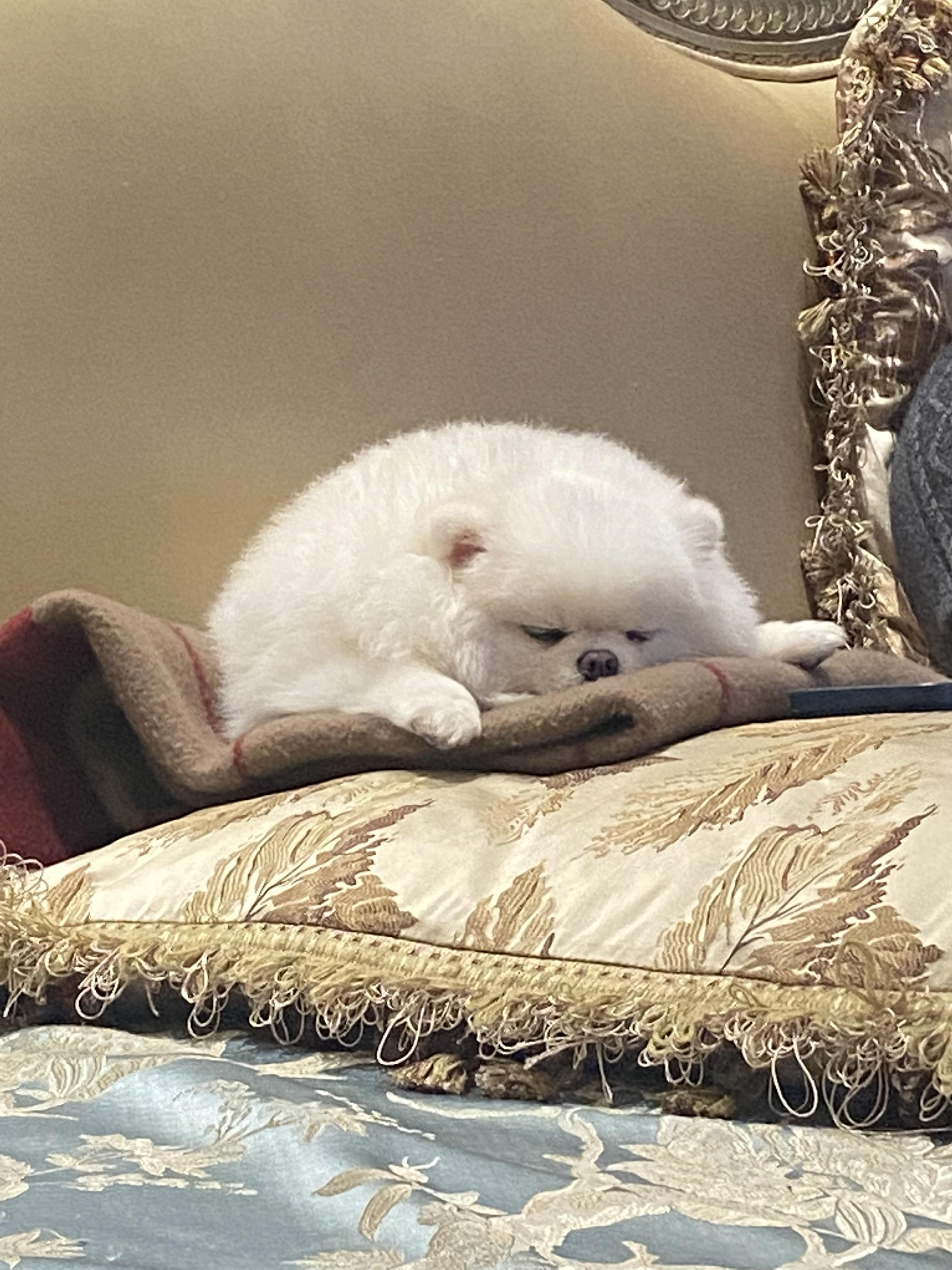 Sleeping pupper | Scrolller