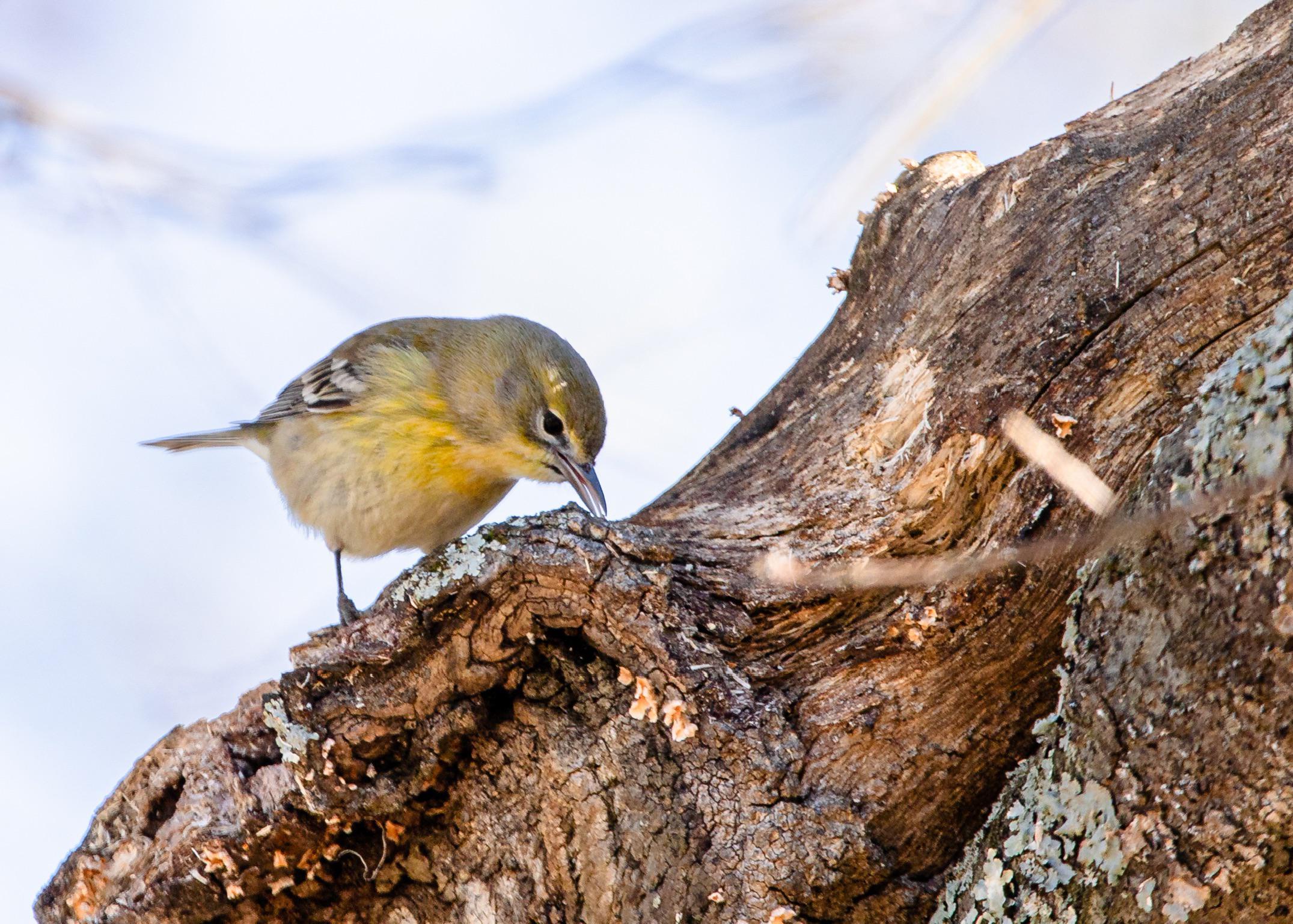 Pine warbler in a tree | Scrolller