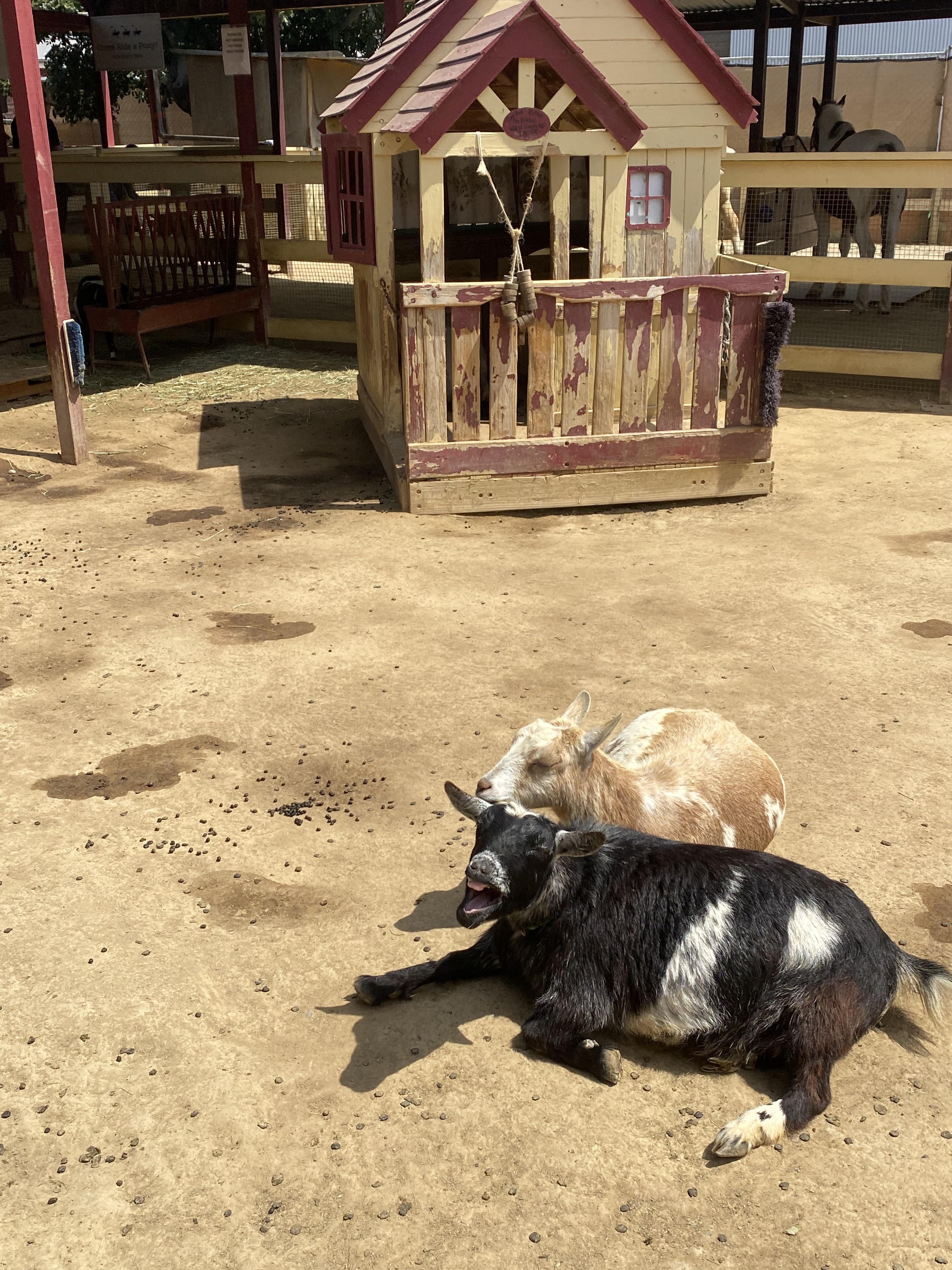 Saw some goats today | Scrolller