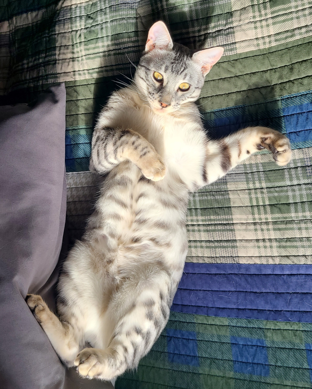 Artex inviting belly rubs :) | Scrolller