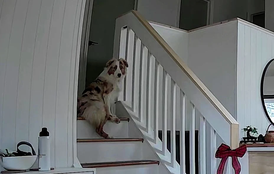 Sitting like a weirdo, spotted on home cam | Scrolller