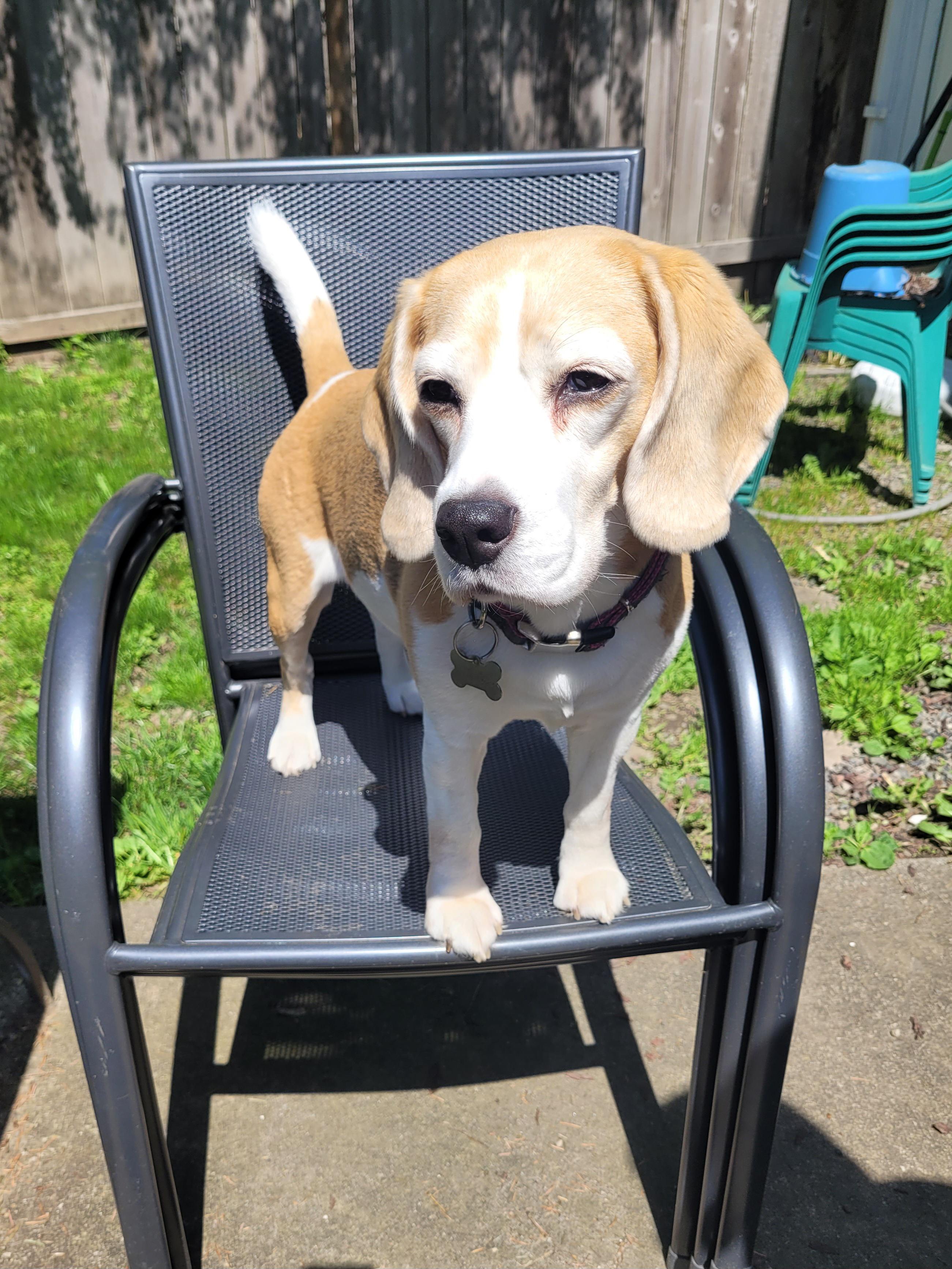 Beagles find the best spots to soak up the sun. | Scrolller