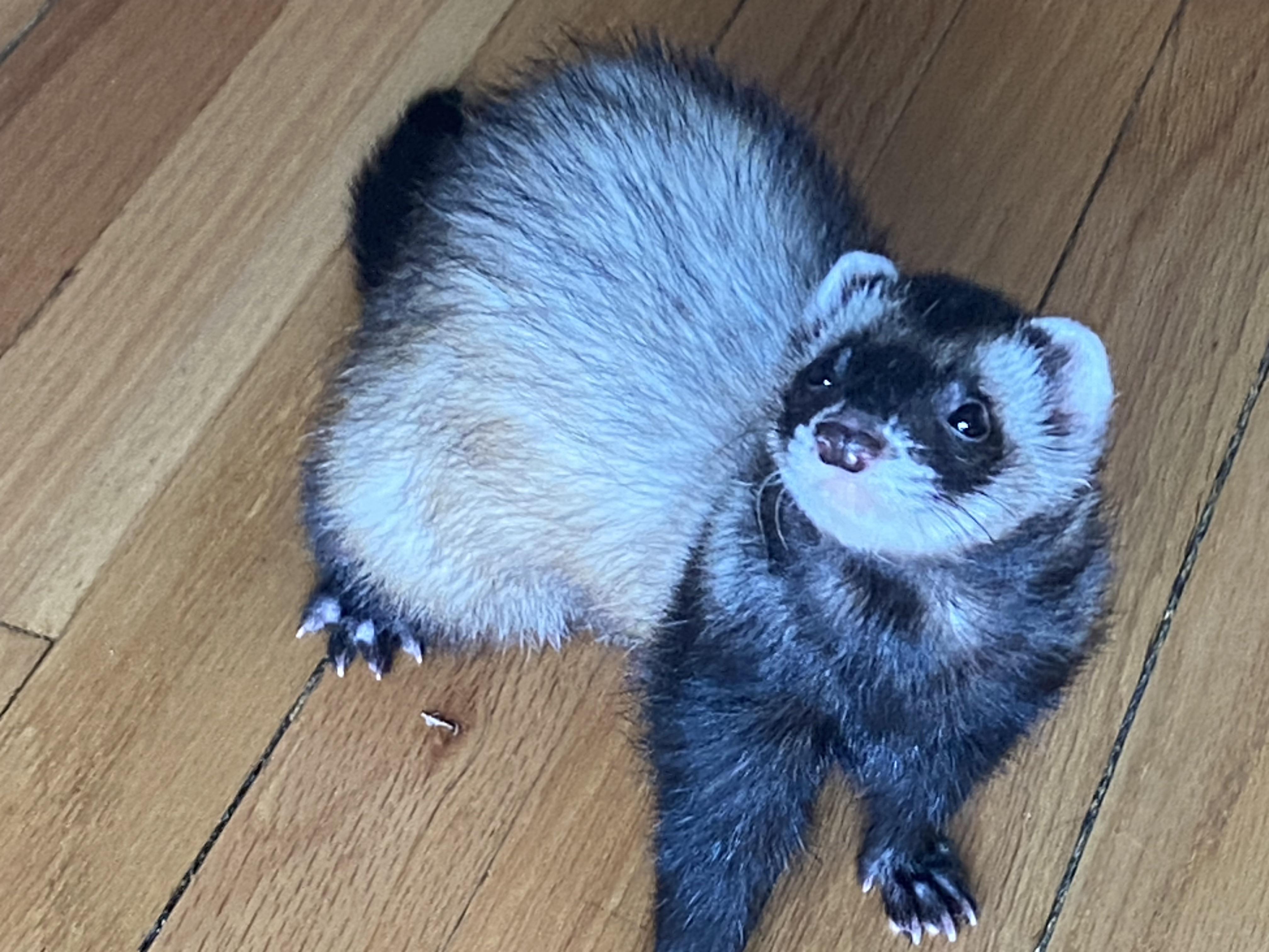 Ms Noodle | Scrolller