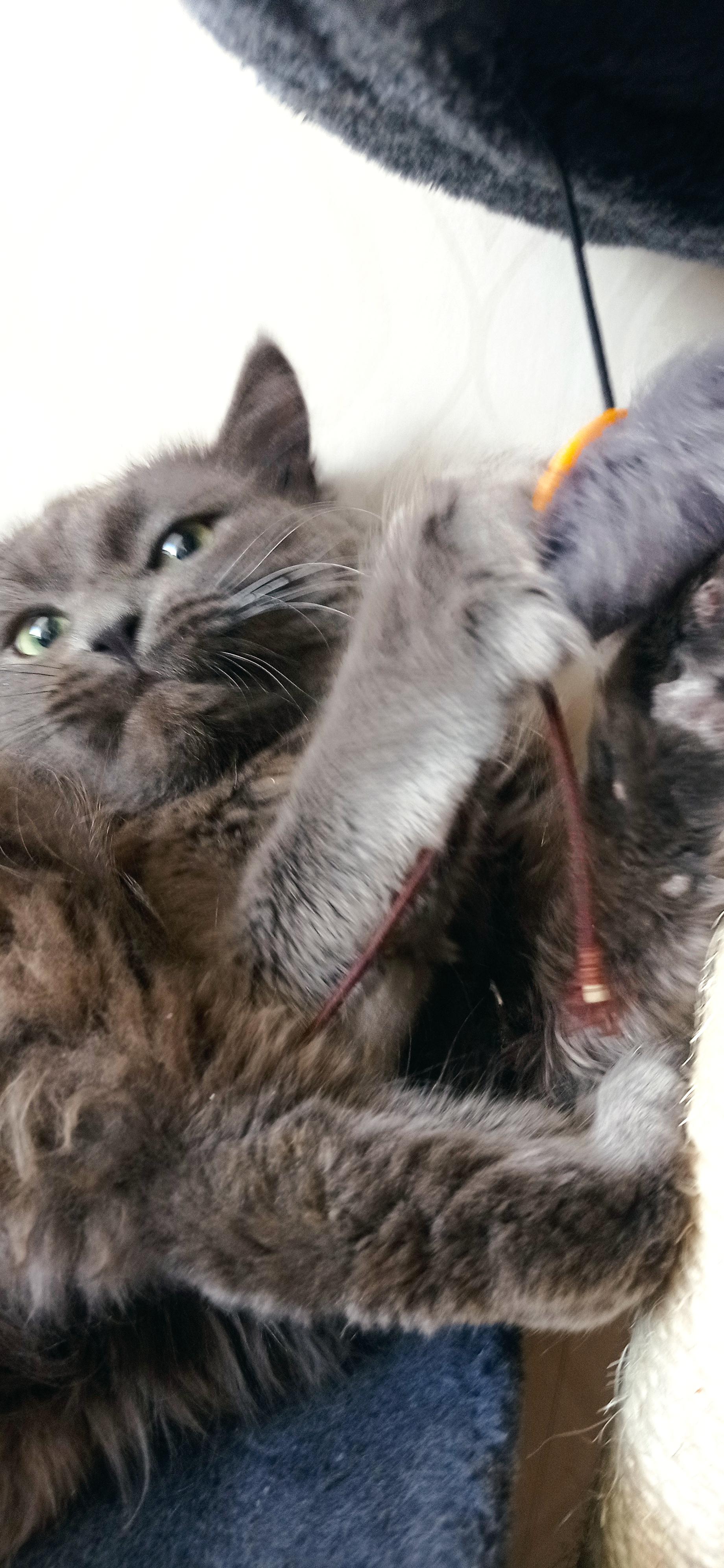 Wolfgang playtime. | Scrolller