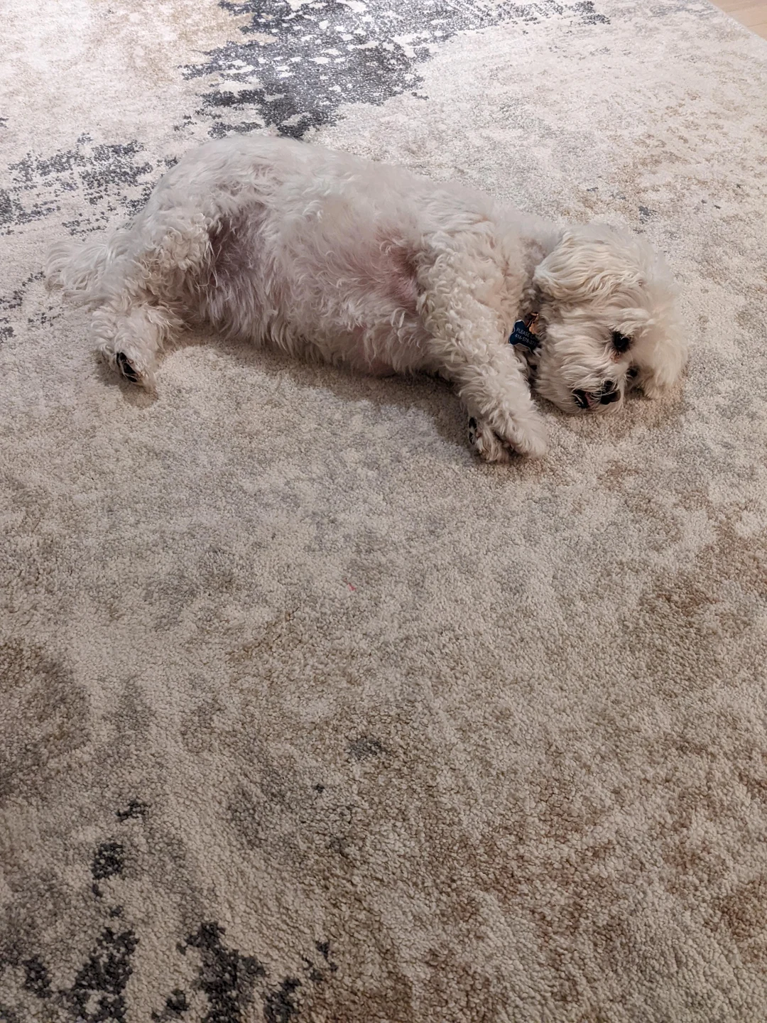 She's become one with the carpet | Scrolller