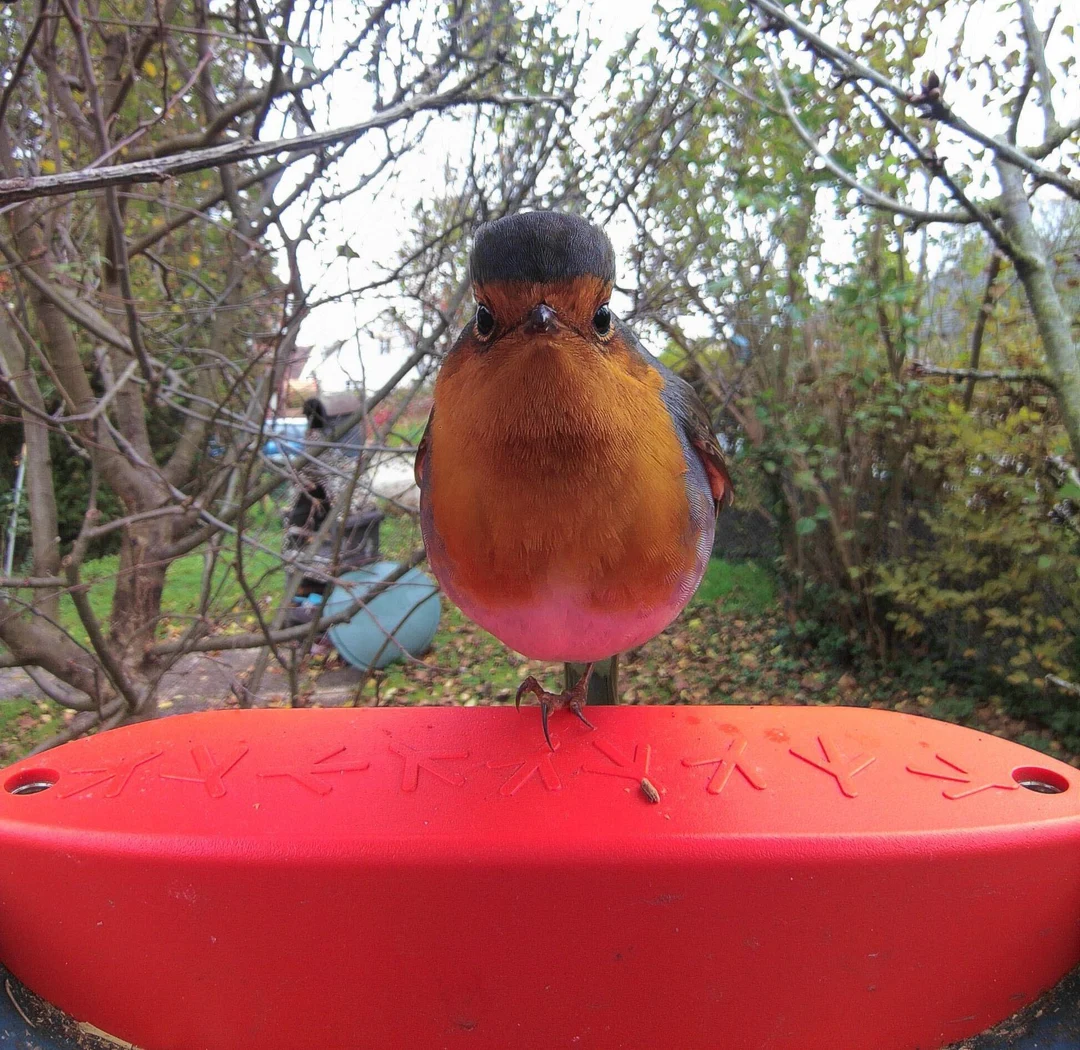 A goofy European Robin | Scrolller